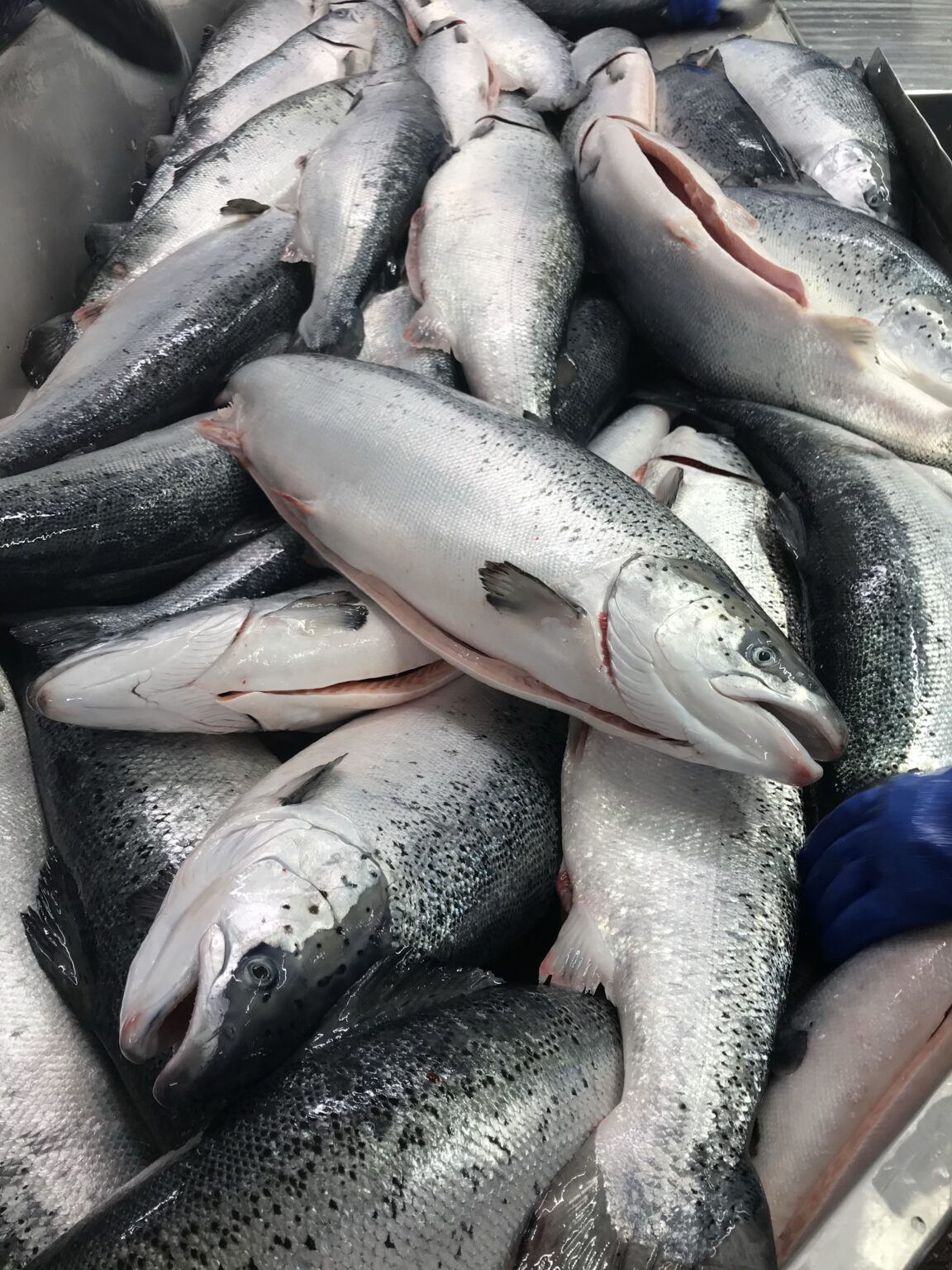 The Truth About Norwegian Farm-Raised Salmon - Chef Julie Lopez, RD